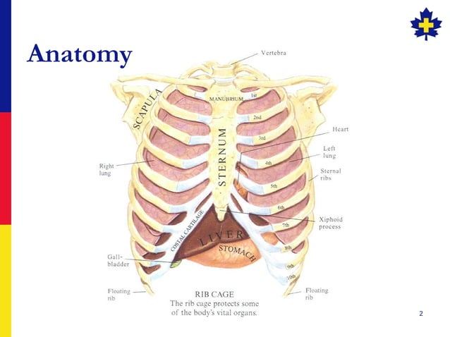 Chest injuries | PPT | First Aid | Injuries