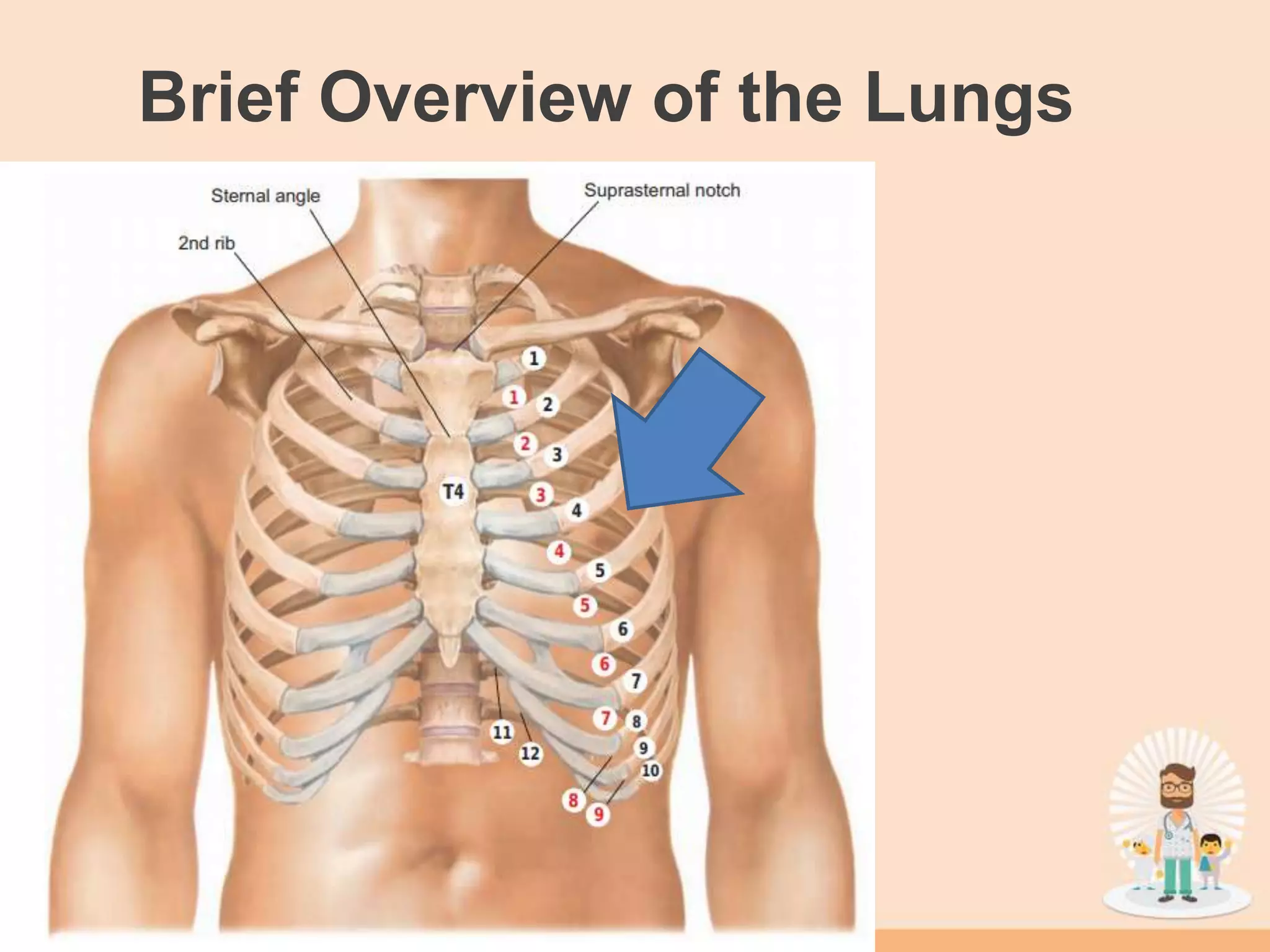 Chest and thorax assessment | PPTX