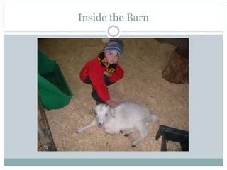 Chesterfield farm excursion ppt | PPTX