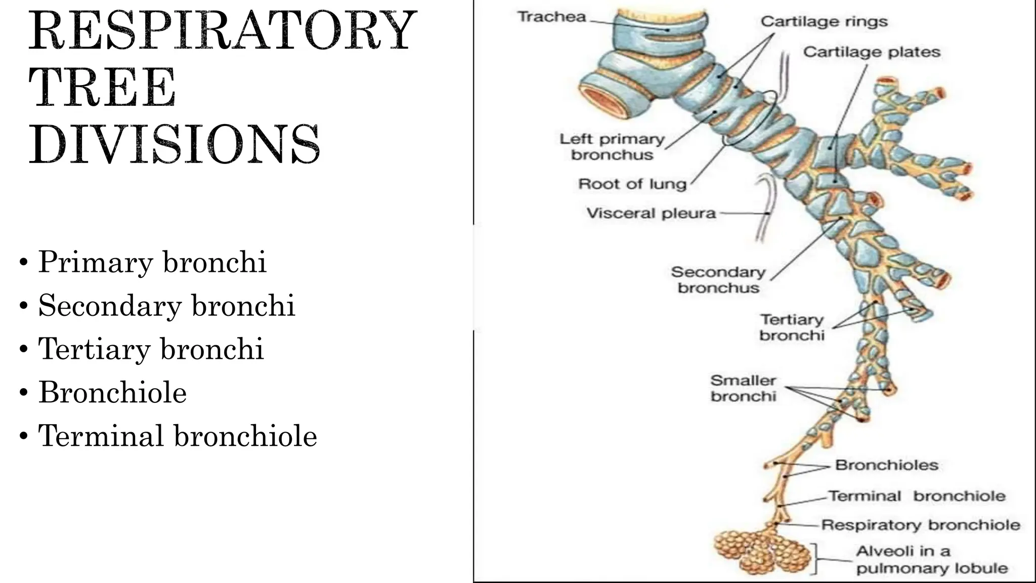 chest injury.pptx, hemothorax# pneumothorax # management | PPT