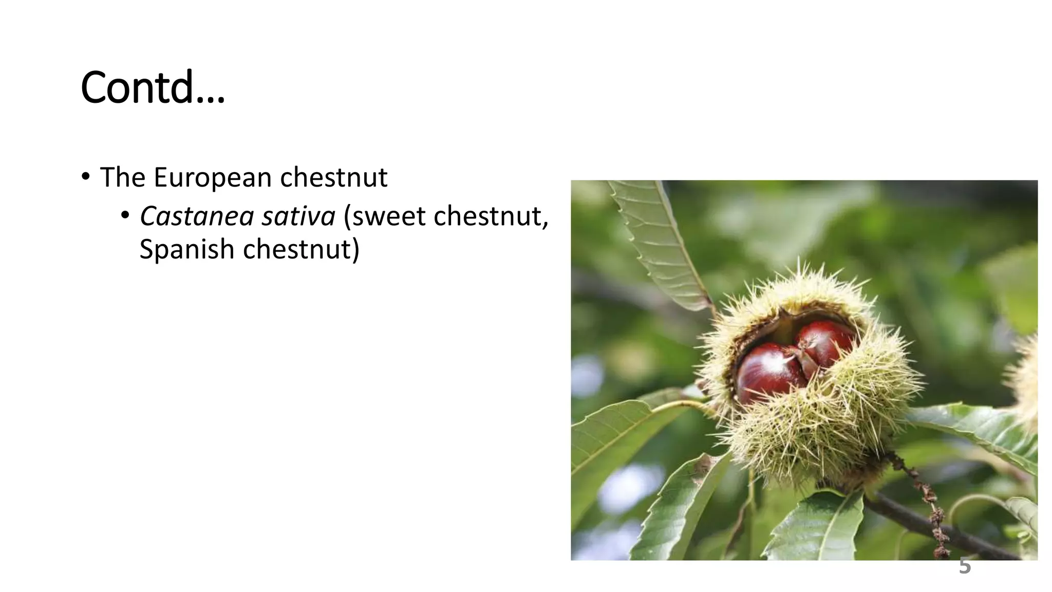 Chestnut production | PPTX