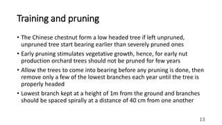 Chestnut production | PPTX
