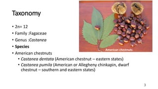 Chestnut production | PPTX | Gardening | Home & Garden