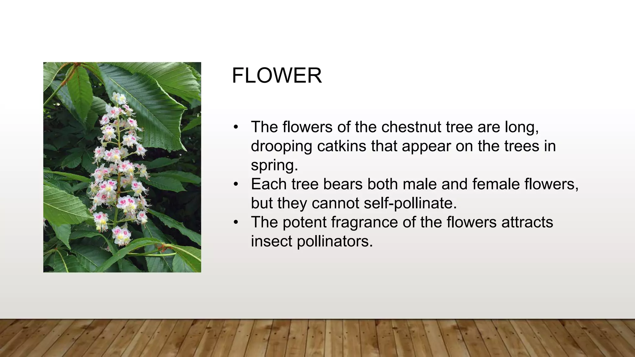 chestnut .ppt