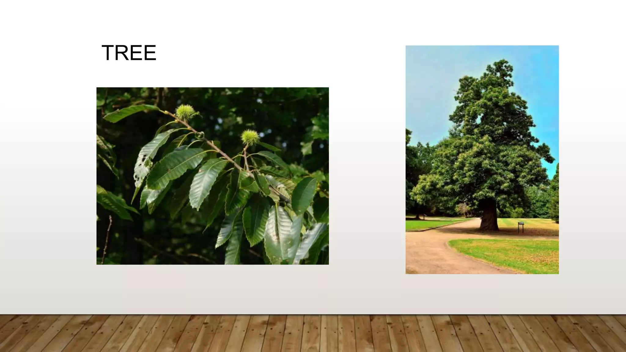 chestnut .ppt