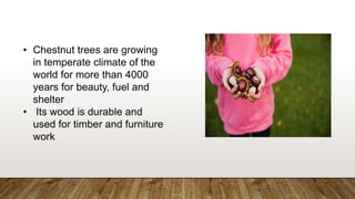 chestnut .ppt