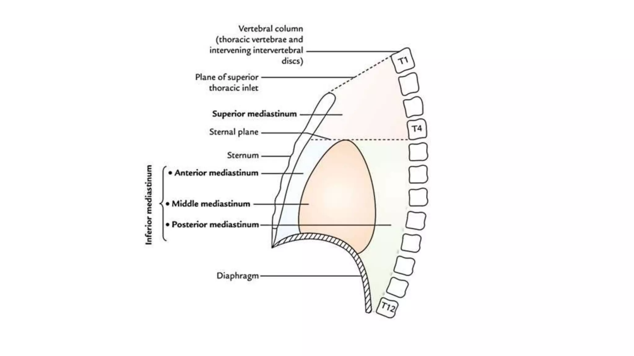 Chest radiography positioning and Technique.pptx