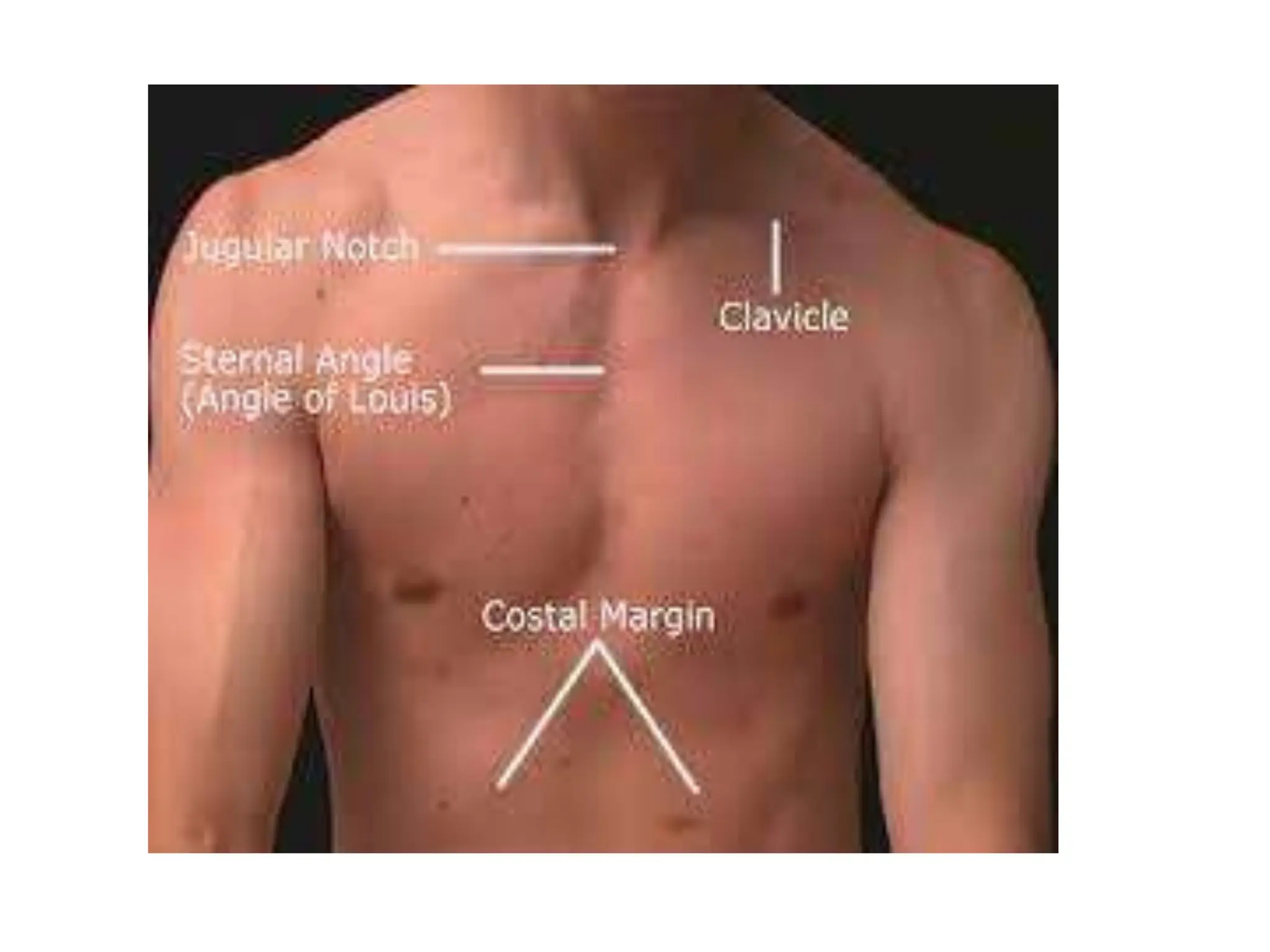 Chest Surface Anatomy-Lec 14.ppChest Surface Anatomy-Lec 14tx | PPT