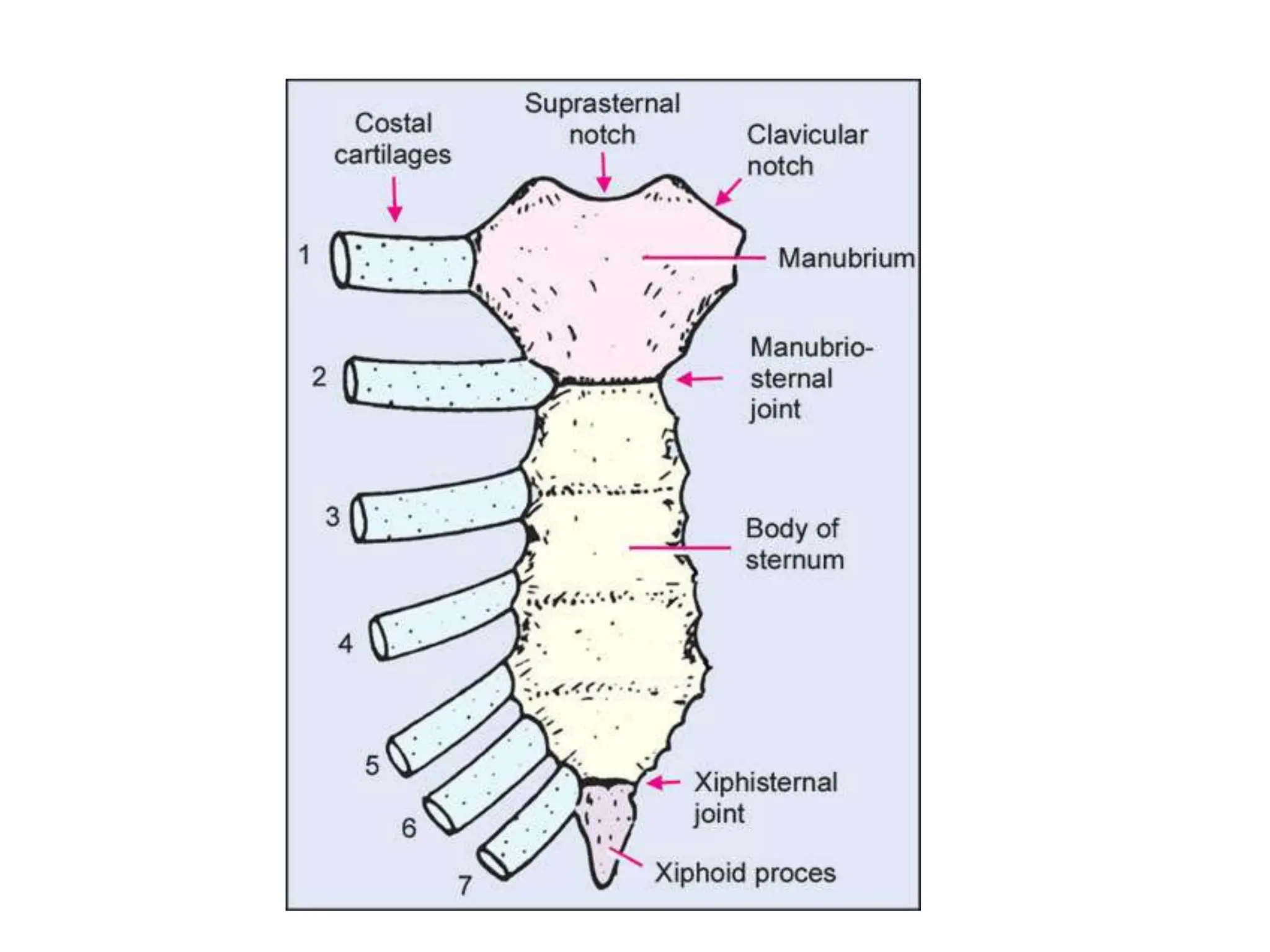 Chest Surface Anatomy-Lec 14.ppChest Surface Anatomy-Lec 14tx | PPT