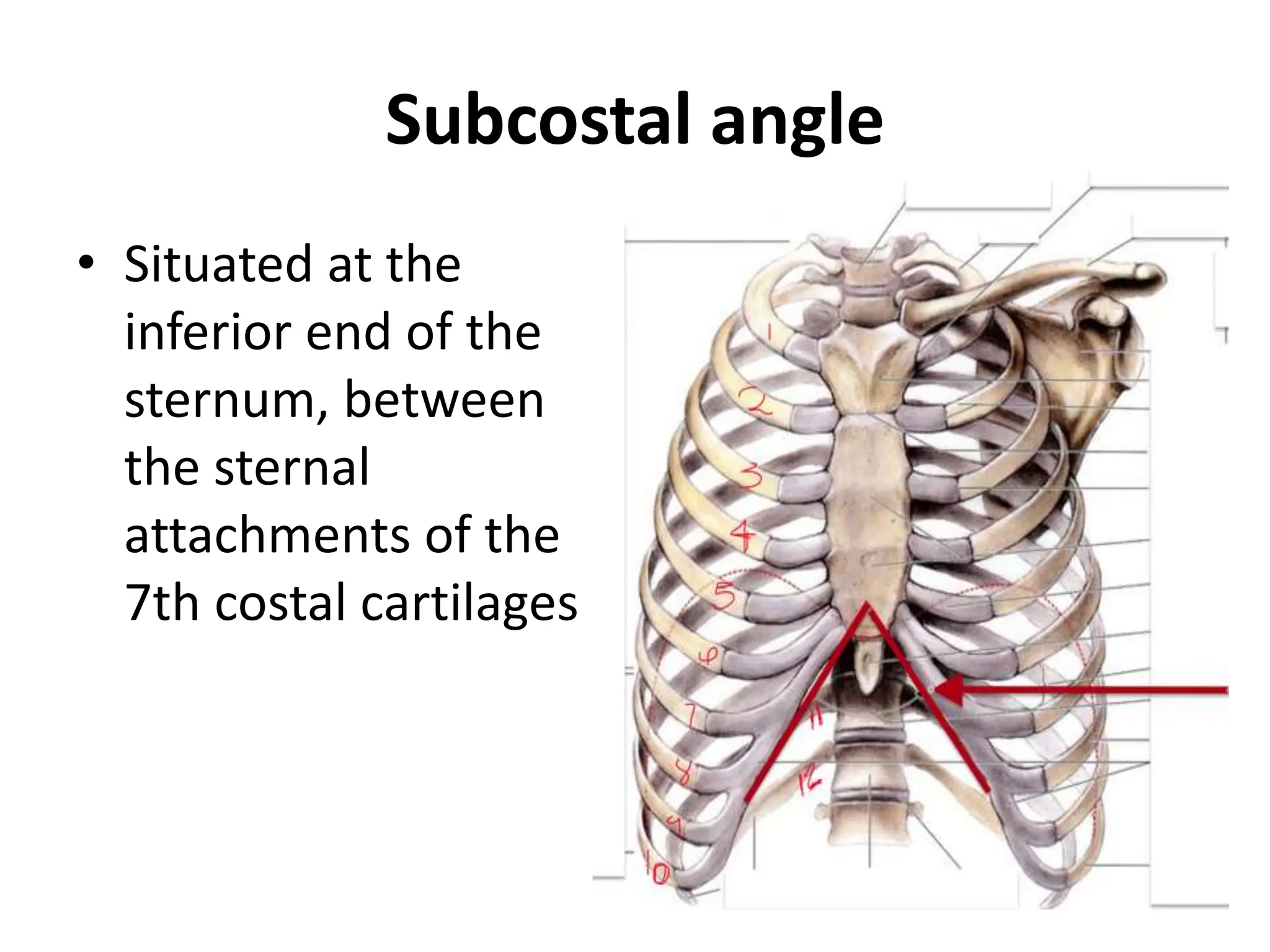 Chest Surface Anatomy-Lec 14.ppChest Surface Anatomy-Lec 14tx | PPT