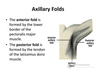 Chest Surface Anatomy-Lec 14.ppChest Surface Anatomy-Lec 14tx | PPT