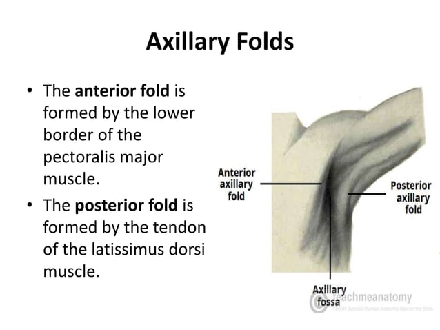 Chest Surface Anatomy-Lec 14.ppChest Surface Anatomy-Lec 14tx | PPT