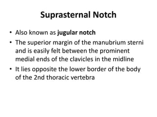 Chest Surface Anatomy-Lec 14.ppChest Surface Anatomy-Lec 14tx | PPT