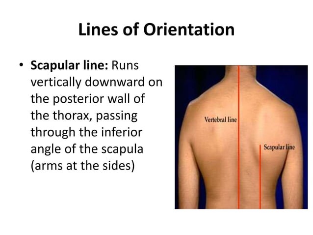 Chest Surface Anatomy-Lec 14.ppChest Surface Anatomy-Lec 14tx | PPT