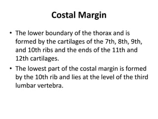 Chest Surface Anatomy-Lec 14.ppChest Surface Anatomy-Lec 14tx | PPT