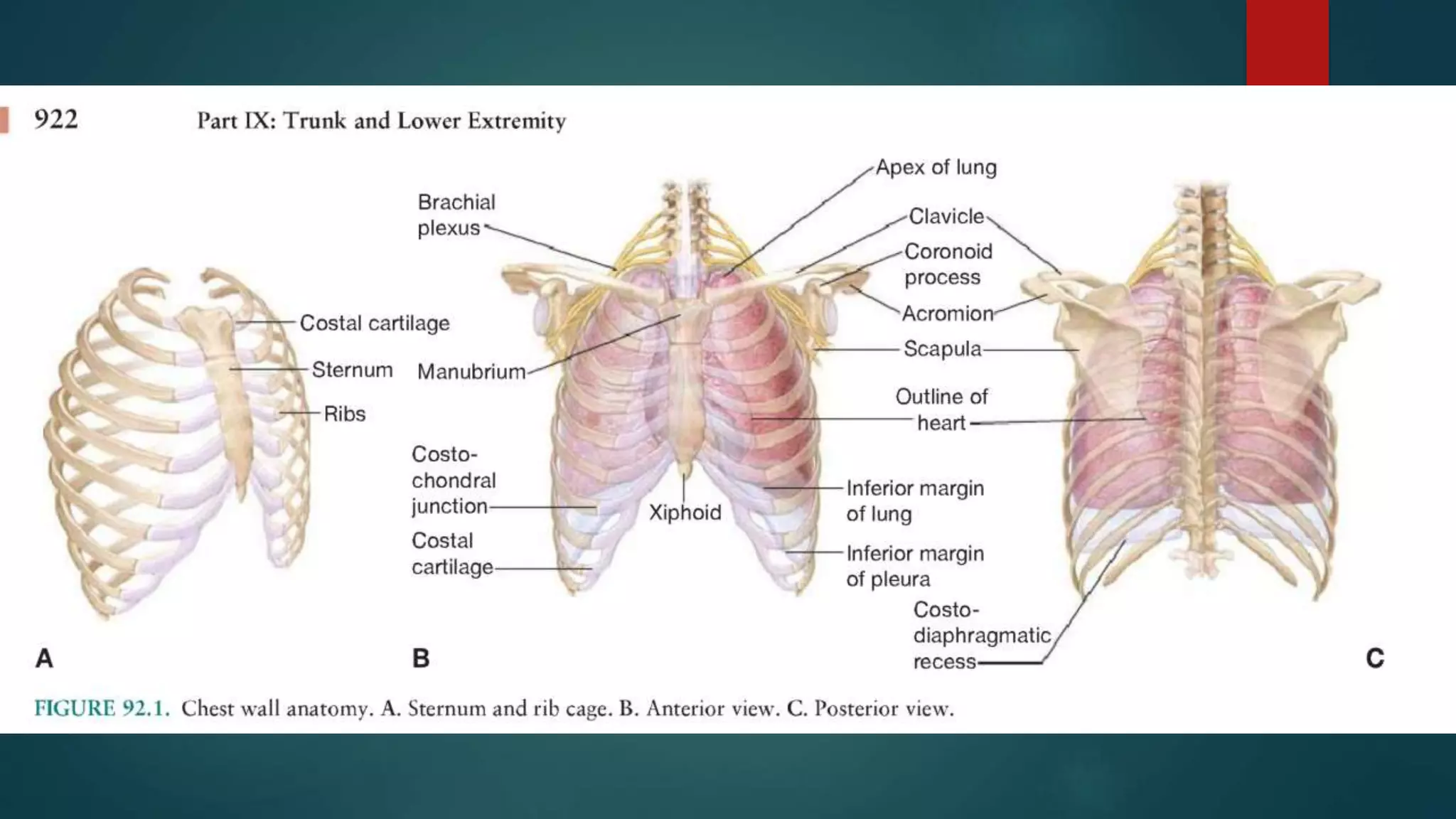 Chest wall defects and their reconstruction | PPTX