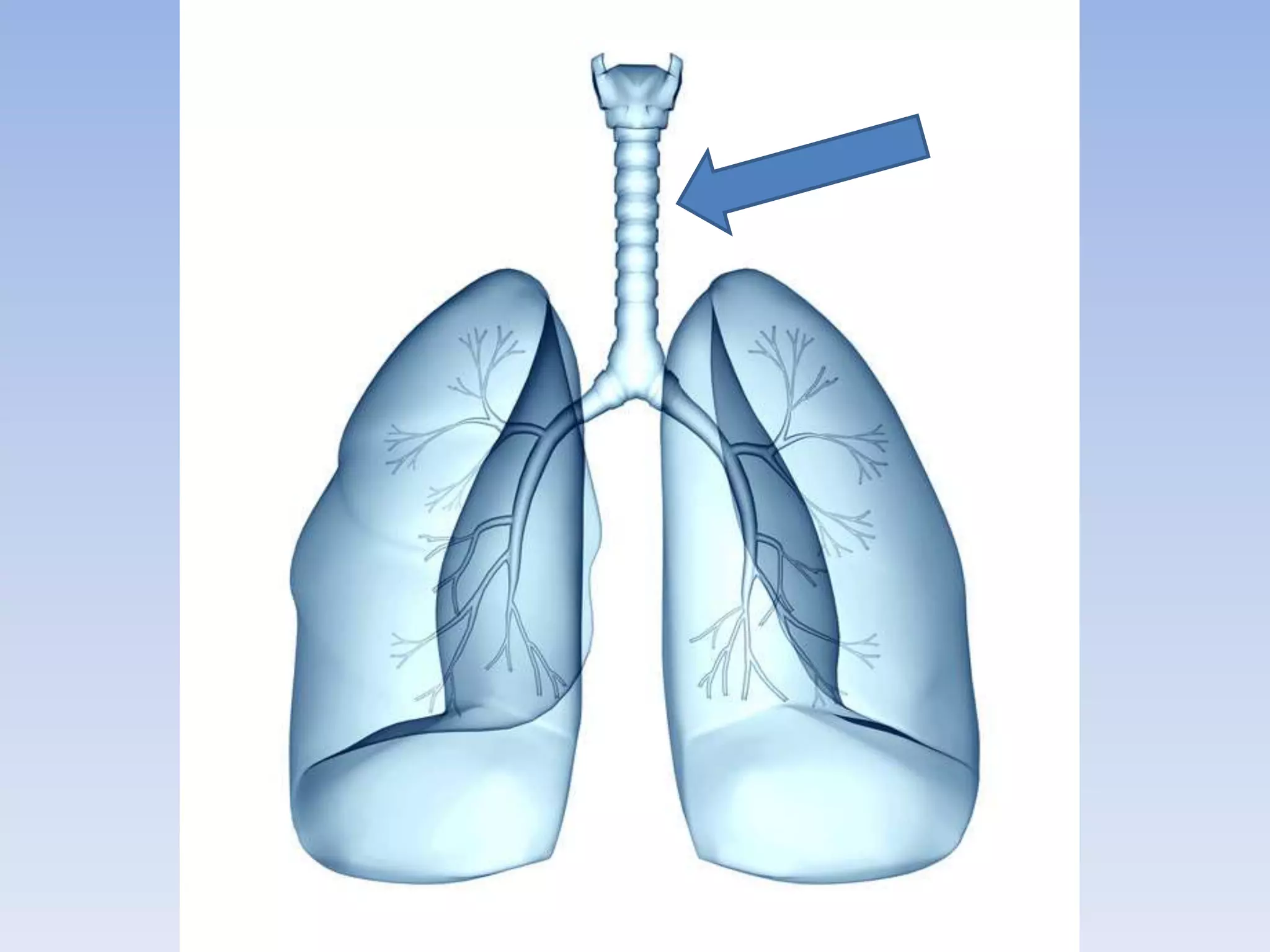 Chest x ray Interptetations | PPT