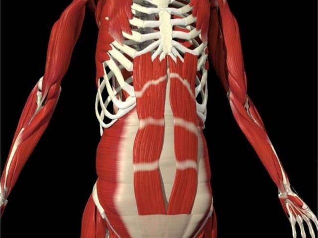 Chest x ray Interptetations | PPT