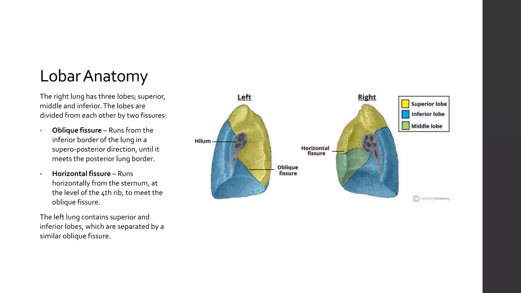 Chest X-ray: The Basics | PPTX