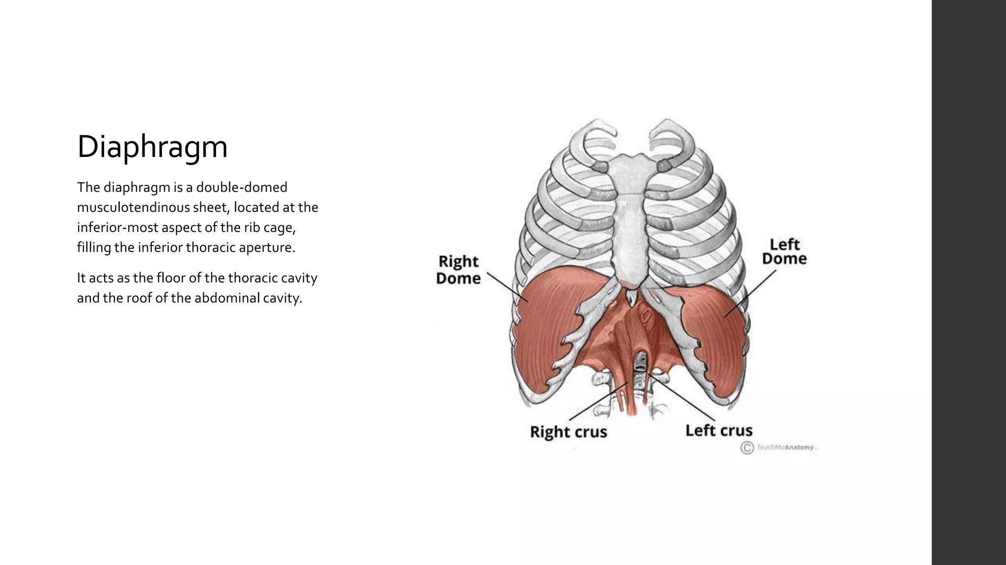 Chest X-ray: The Basics | PPTX