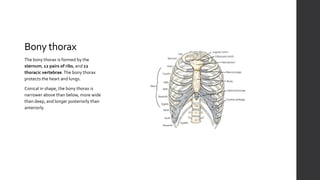 Chest X-ray: The Basics | PPTX