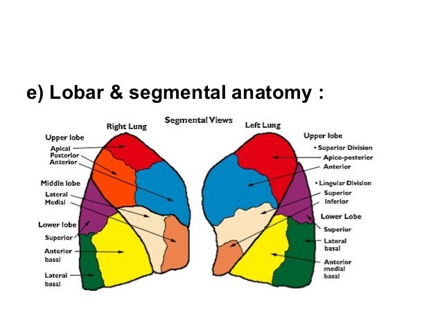 Lung Lobes And Segments 19