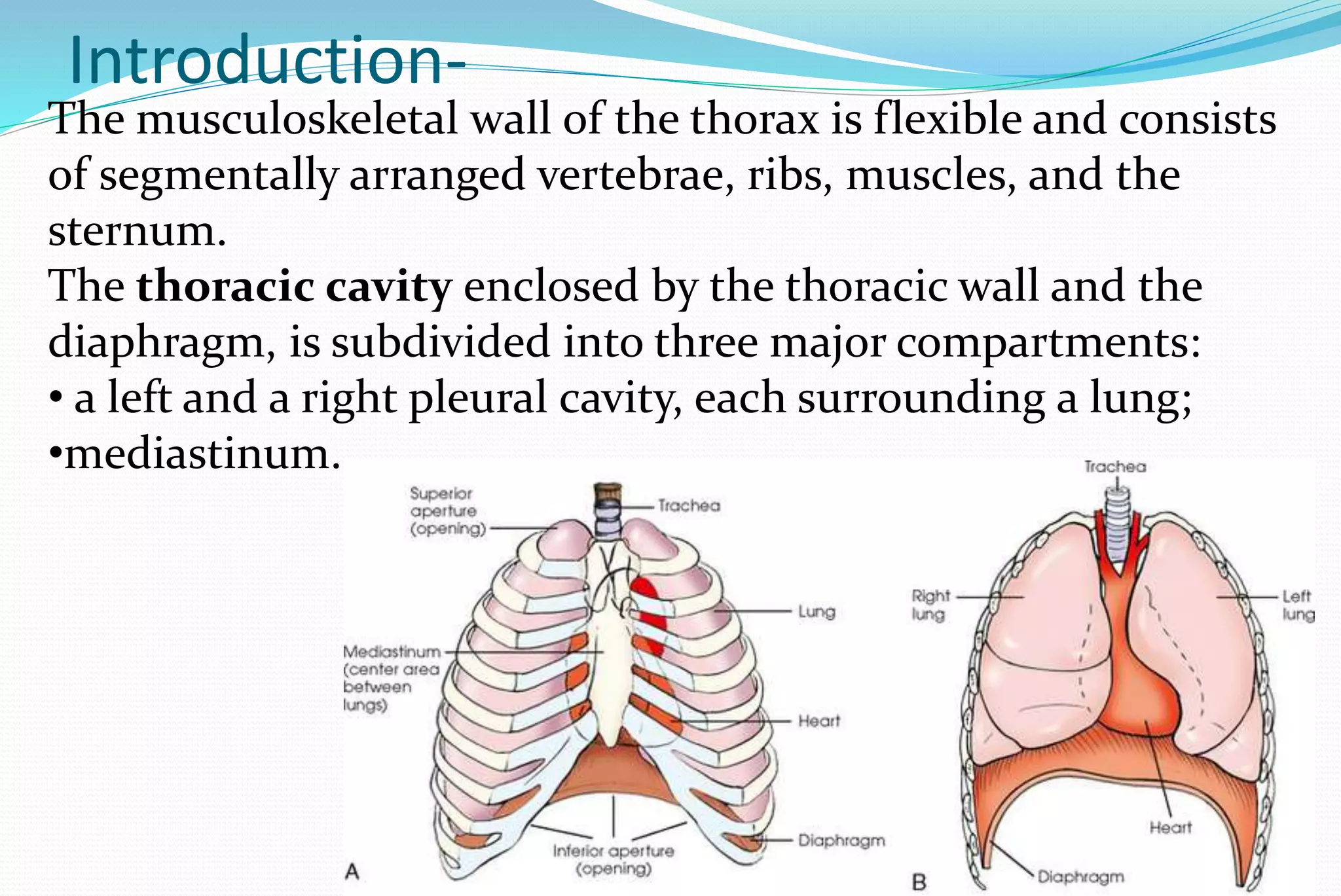 Chest x ray | PPTX