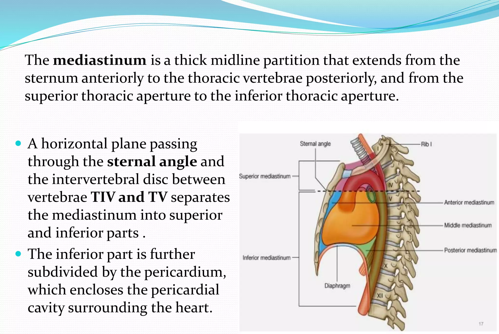 Chest x ray | PPTX