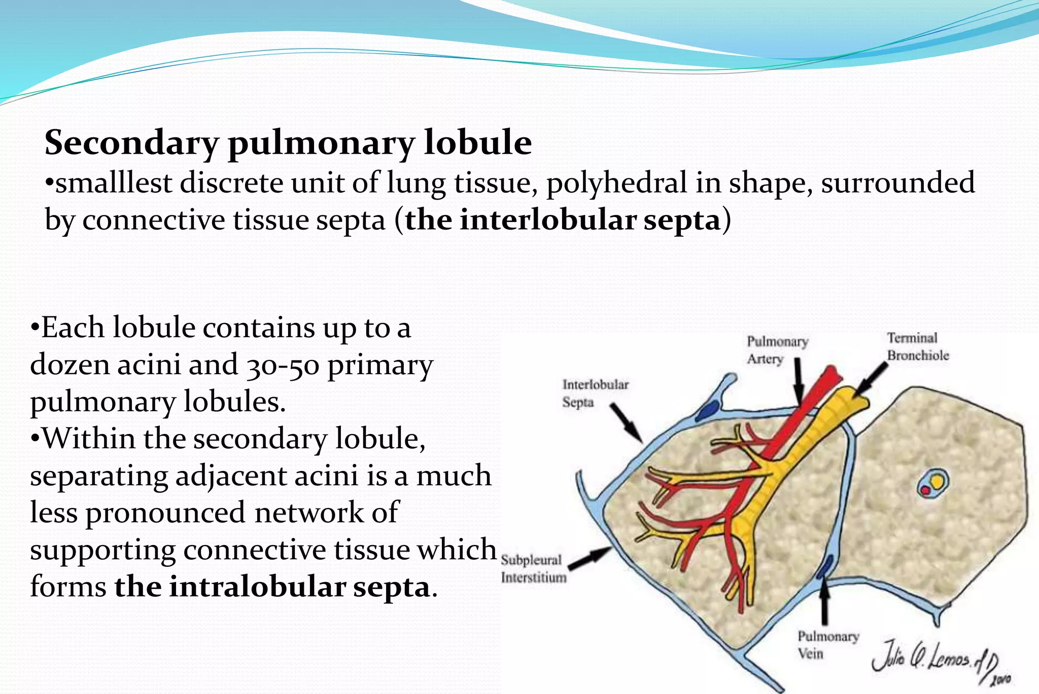 Chest x ray | PPTX