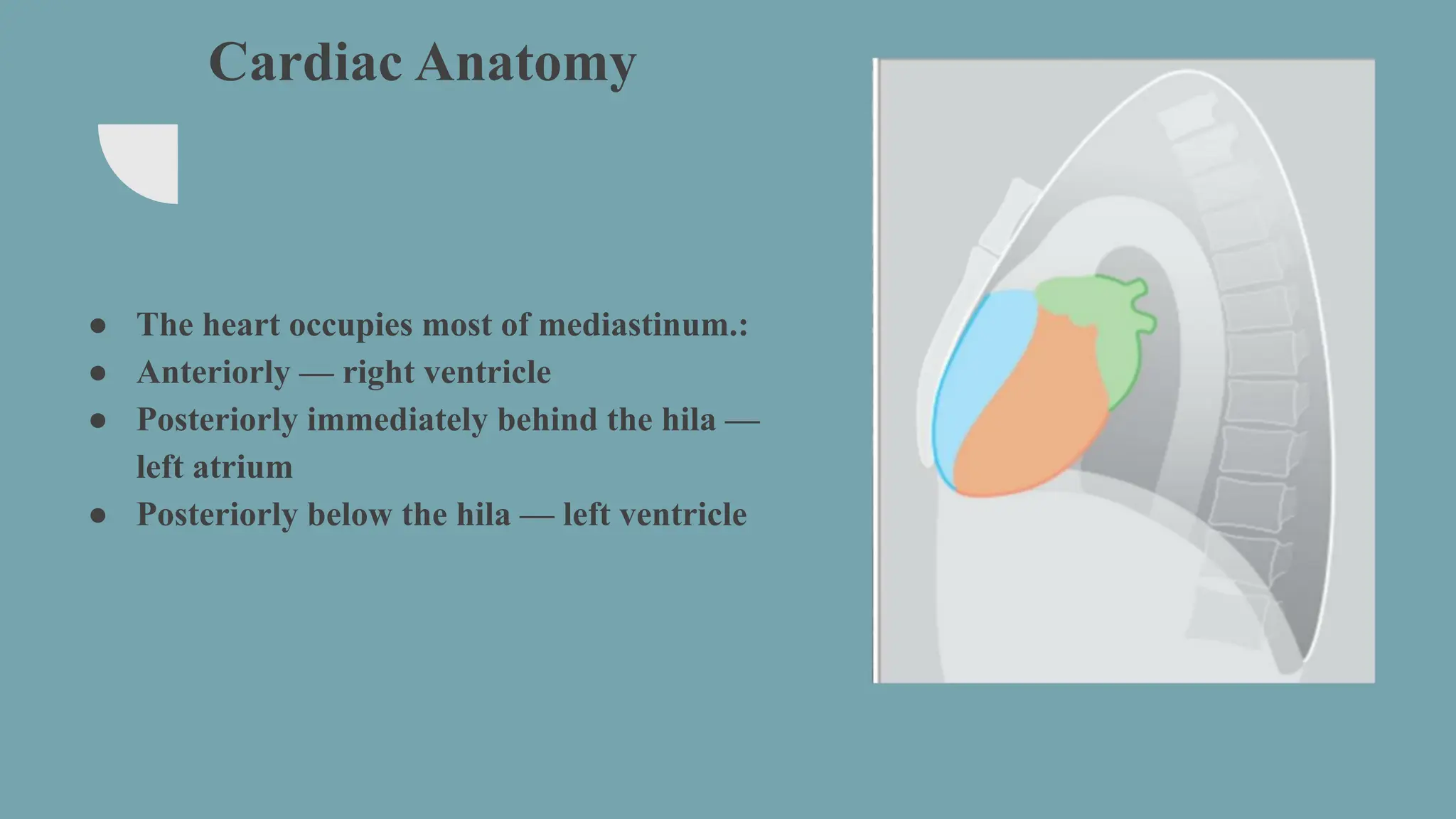 Chest xray -Lateral view radiology basics | PDF