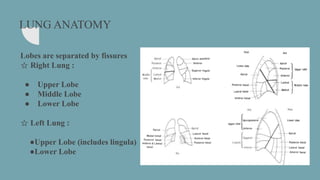 Chest xray -Lateral view radiology basics | PDF