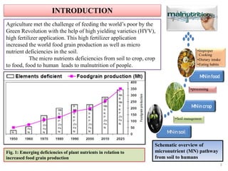 chethan biofortification.pptx