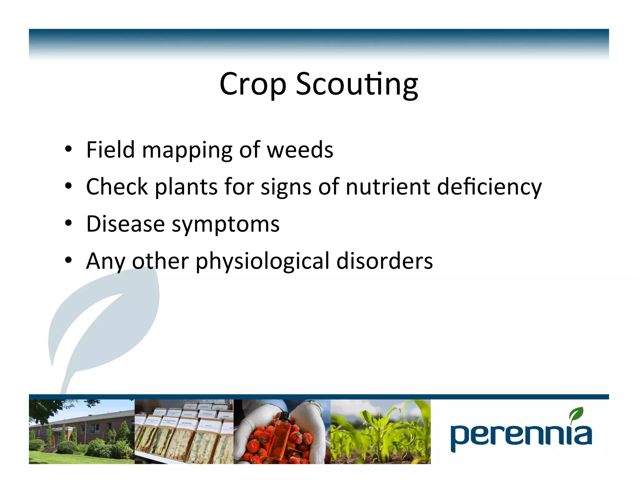 Crop Scouting for Organic Agriculture | PDF | Agriculture | Industries
