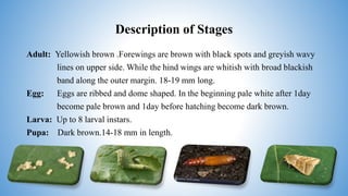 Chewing pests of cotton | PPTX