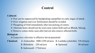 Chewing pests of cotton | PPTX