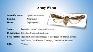 Chewing pests of cotton | PPTX