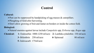 Chewing pests of cotton | PPTX
