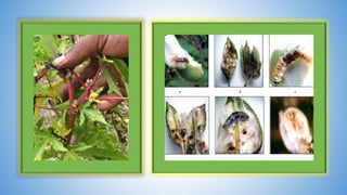Chewing pests of cotton | PPTX