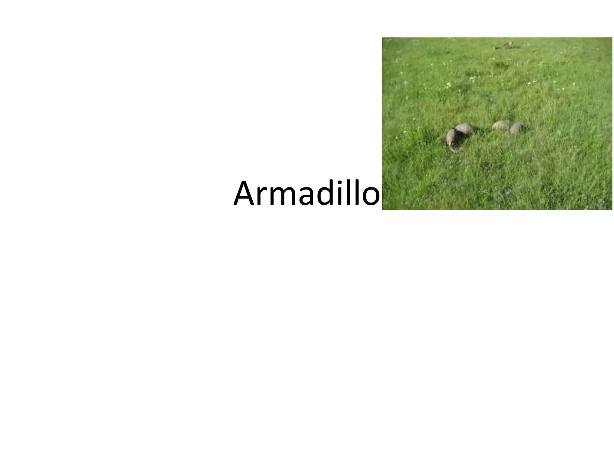 Armadillos | PPTX