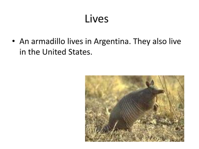 Armadillos | PPTX