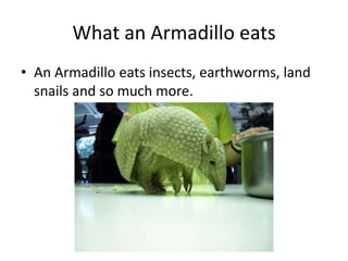 Armadillos | PPTX