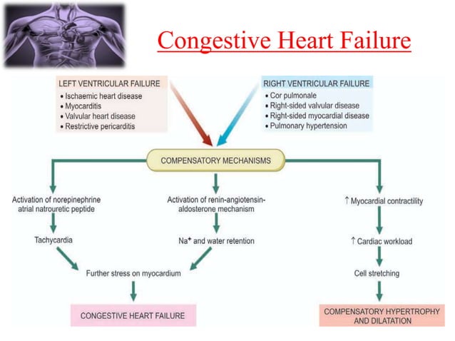 Congestive cardiac Failure | PPTX