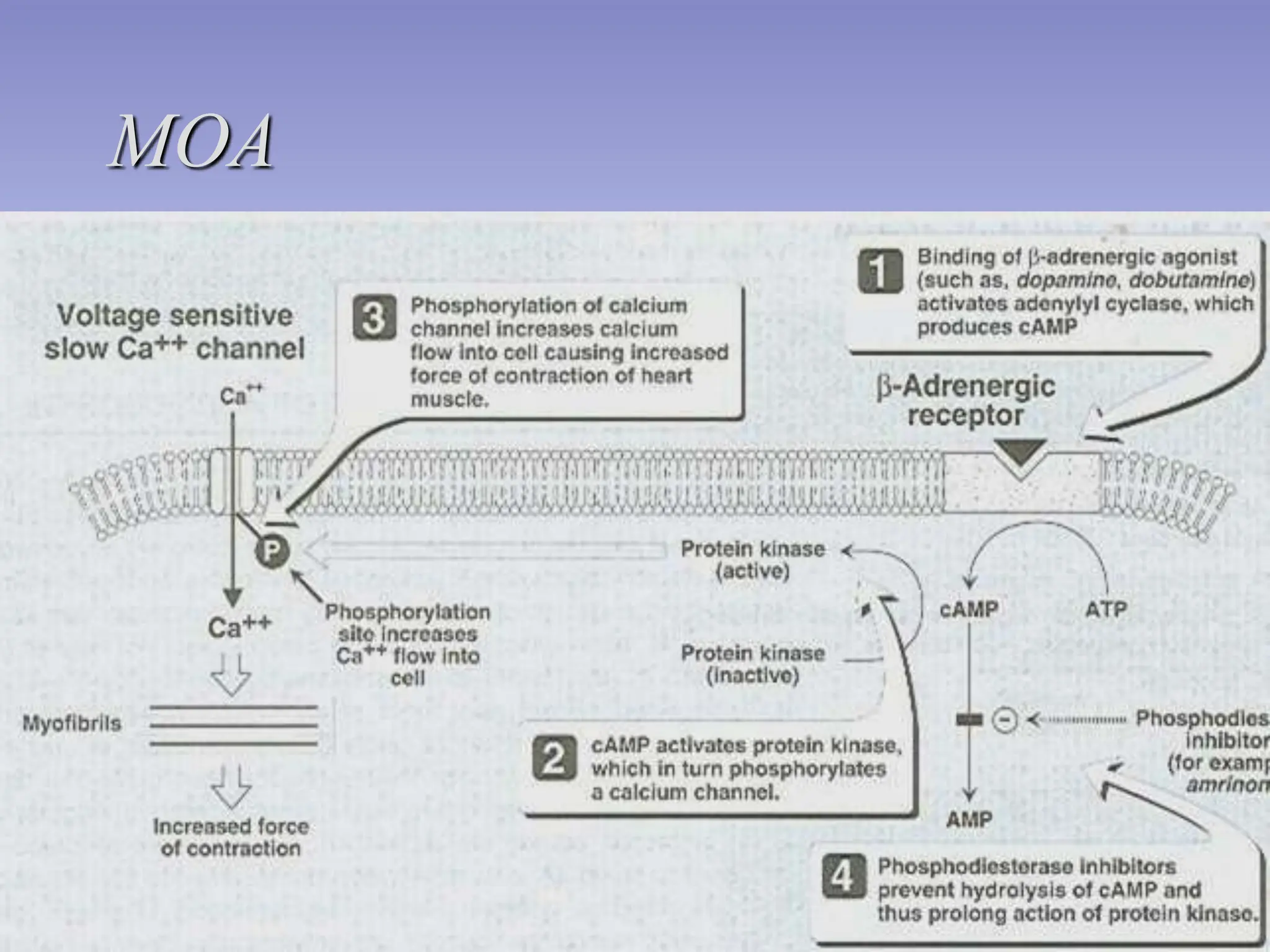 HEART FAILURE: CONGESTIVE CARDIAC FAILURE | PPT