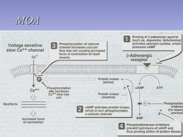 HEART FAILURE: CONGESTIVE CARDIAC FAILURE | PPT