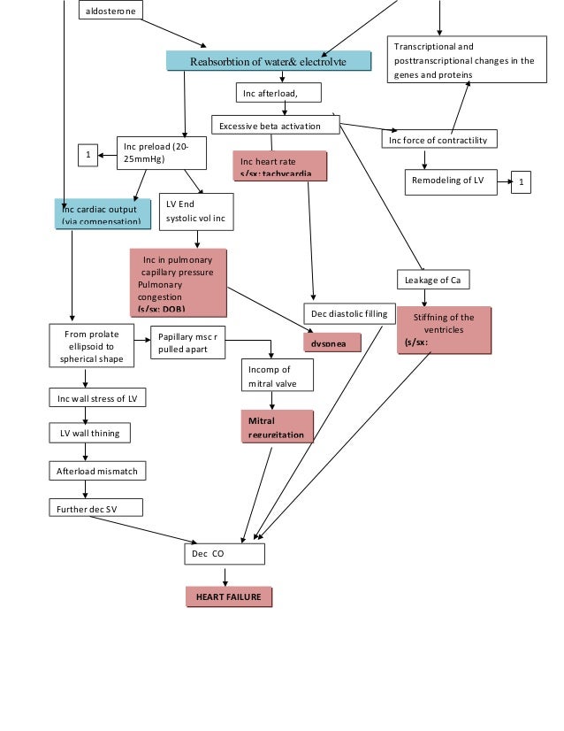 The Pathophysiology Of Hypertensive Acute Heart Failure Heart