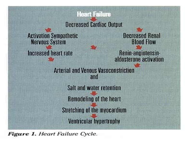 Congestive Heart Failure Pathophysiology Ppt – FNXCML