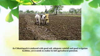 Chhattisgarh agriculture | PDF