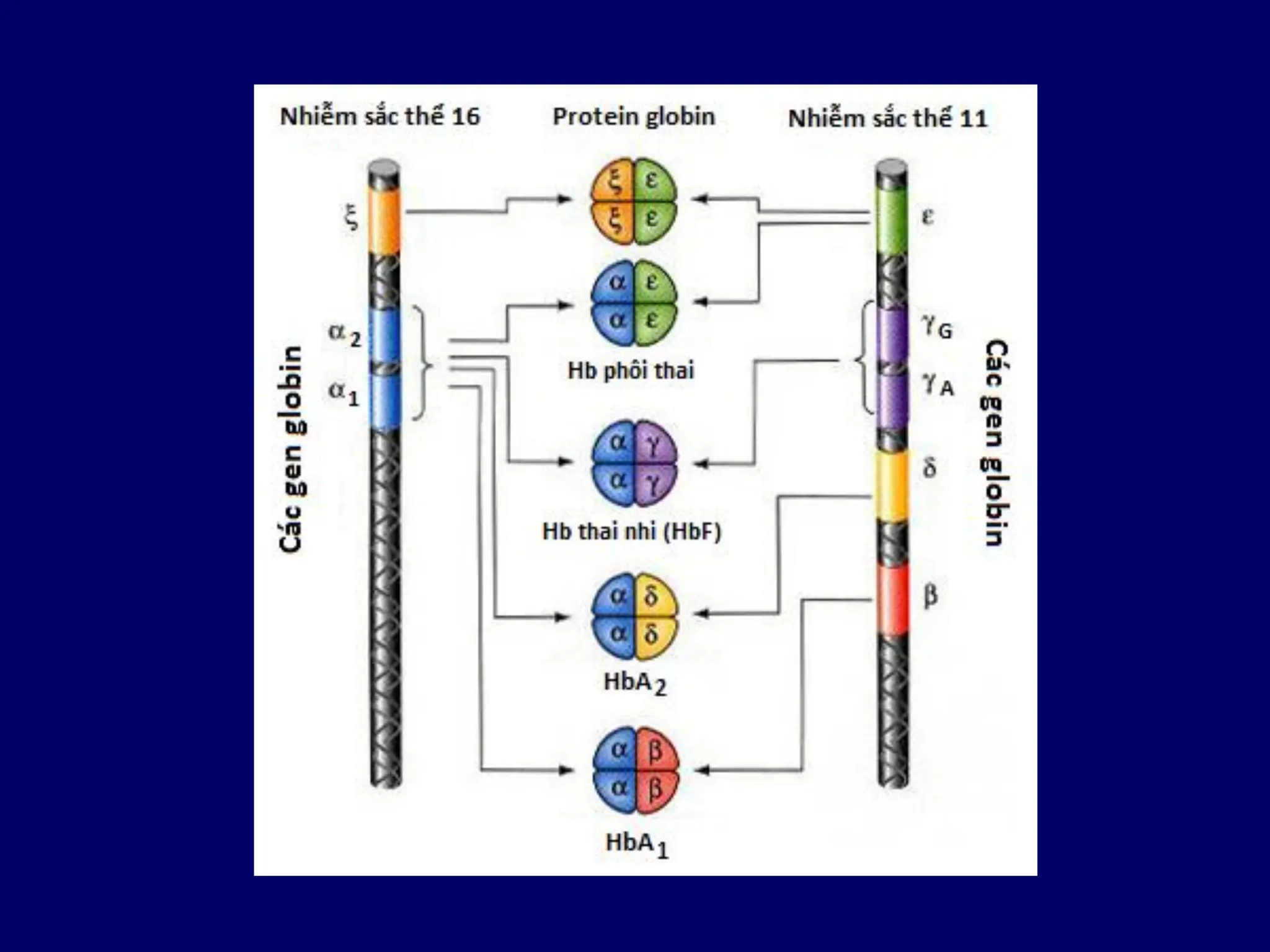 Chuyển hoá Hemoglobin bài giảng chương trình y khoa | PDF