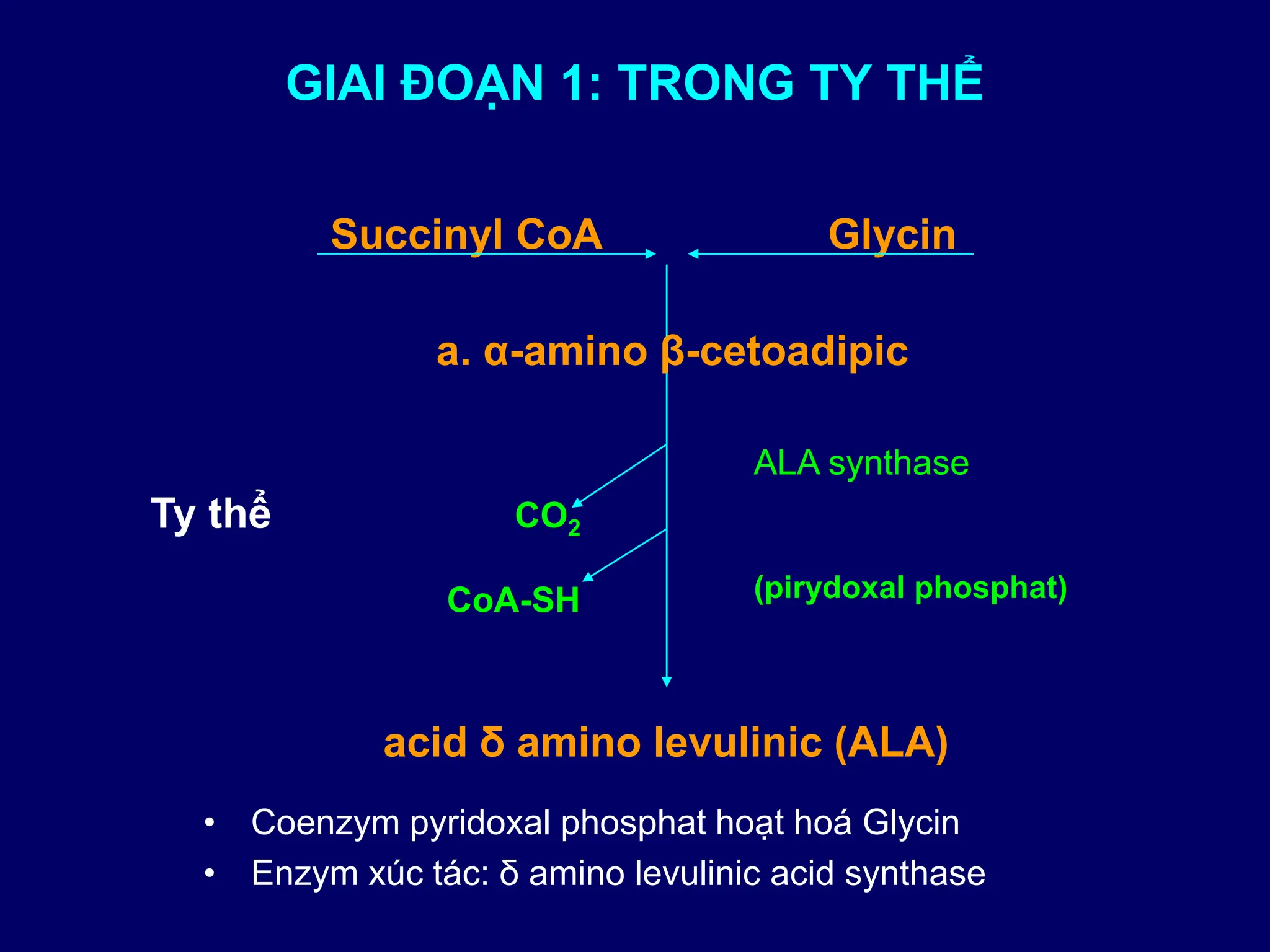 Chuyển hoá Hemoglobin bài giảng chương trình y khoa | PDF