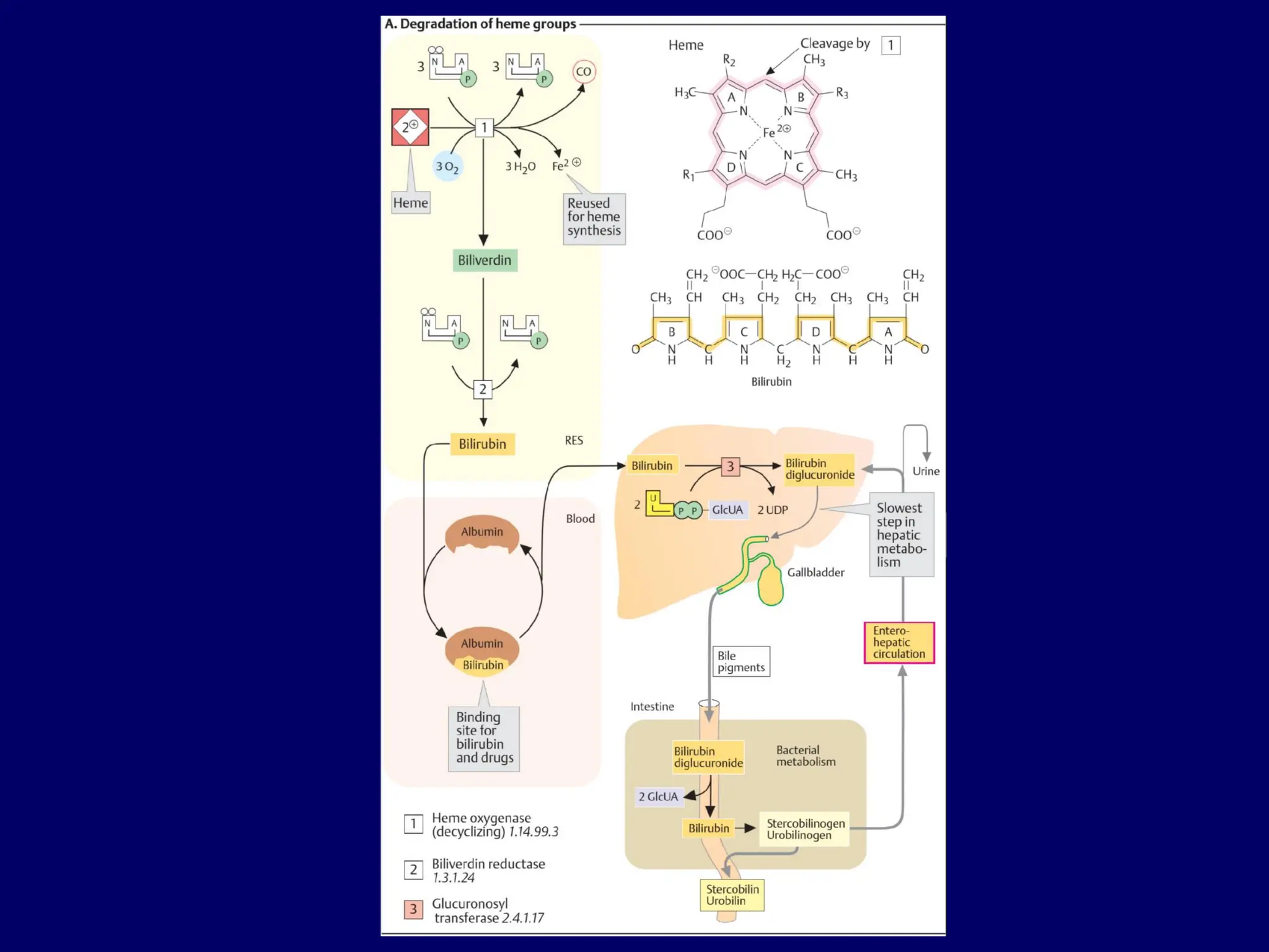 Chuyển hoá Hemoglobin bài giảng chương trình y khoa | PDF